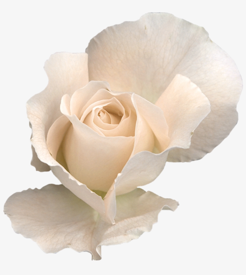 White Rose With Transparent Background - Free Transparent PNG Download ...
