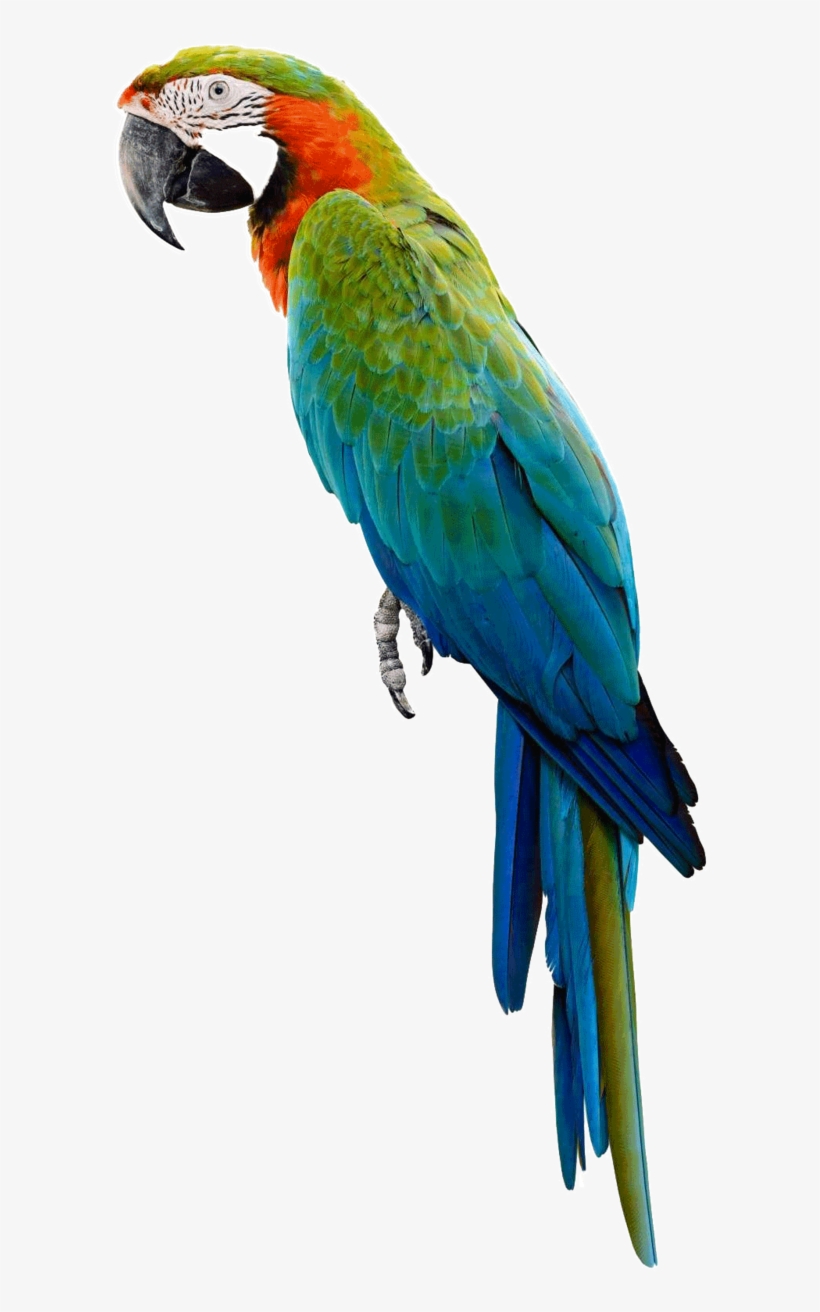Transparent Background Parrot Png - Free Transparent PNG Download - PNGkey
