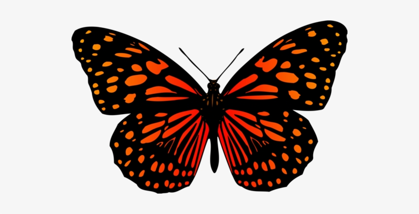 A Butterfly Butterflies & Insects Rose O'driscoll Live - Just So Stories [book] - Free ...