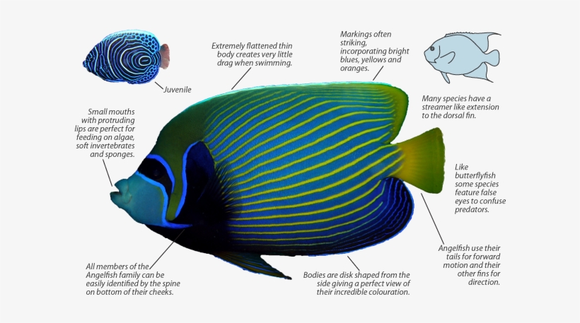 Angelfish - Angelfish Identification - Free Transparent PNG Download ...