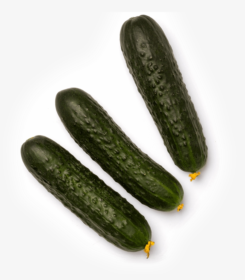 Pepino Corto - Free Transparent PNG Download - PNGkey