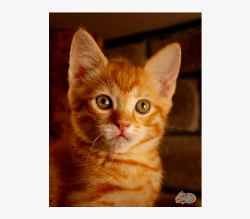 Photo Of Cheeto Nk2617 - Cat - Free Transparent PNG Download - PNGkey