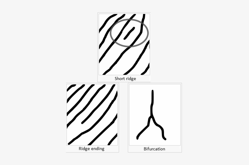Ridge Patterns - - Short Ridge Fingerprint - Free Transparent PNG ...