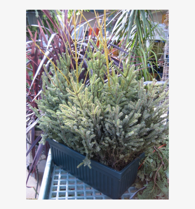 Window Box Png - Free Transparent PNG Download - PNGkey