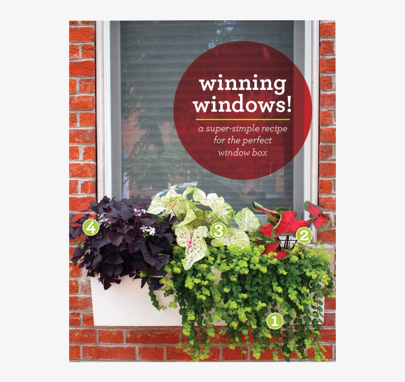 Window Boxes To Be Proud Of - United Way Worldwide - Free Transparent ...