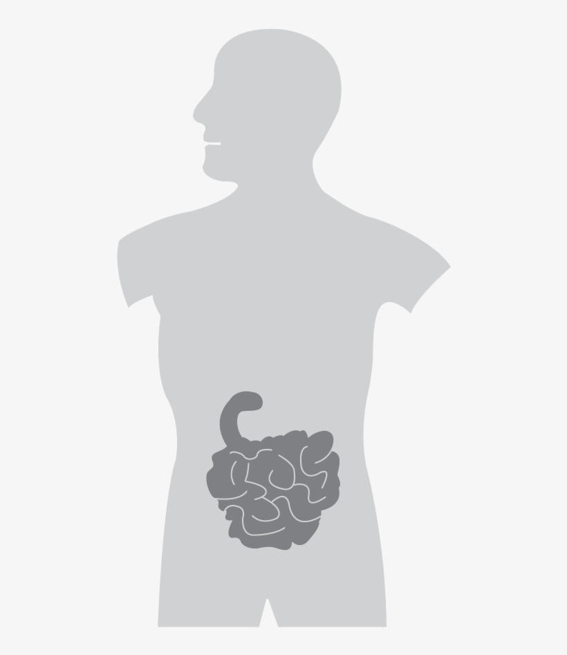 Coffee And Disorders Of The Small Intestine - Coffee - Free Transparent ...