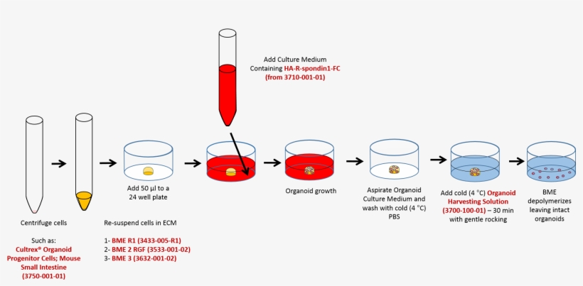 Mouse Small Intestine Organoid Growth And Harvesting - Organoids 6 Well ...
