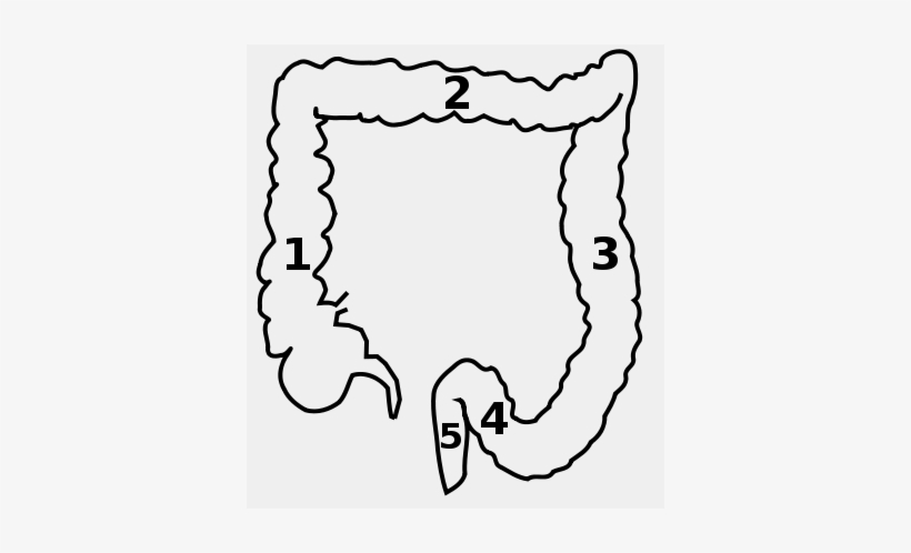 Small - Colon Black And White - Free Transparent PNG Download - PNGkey