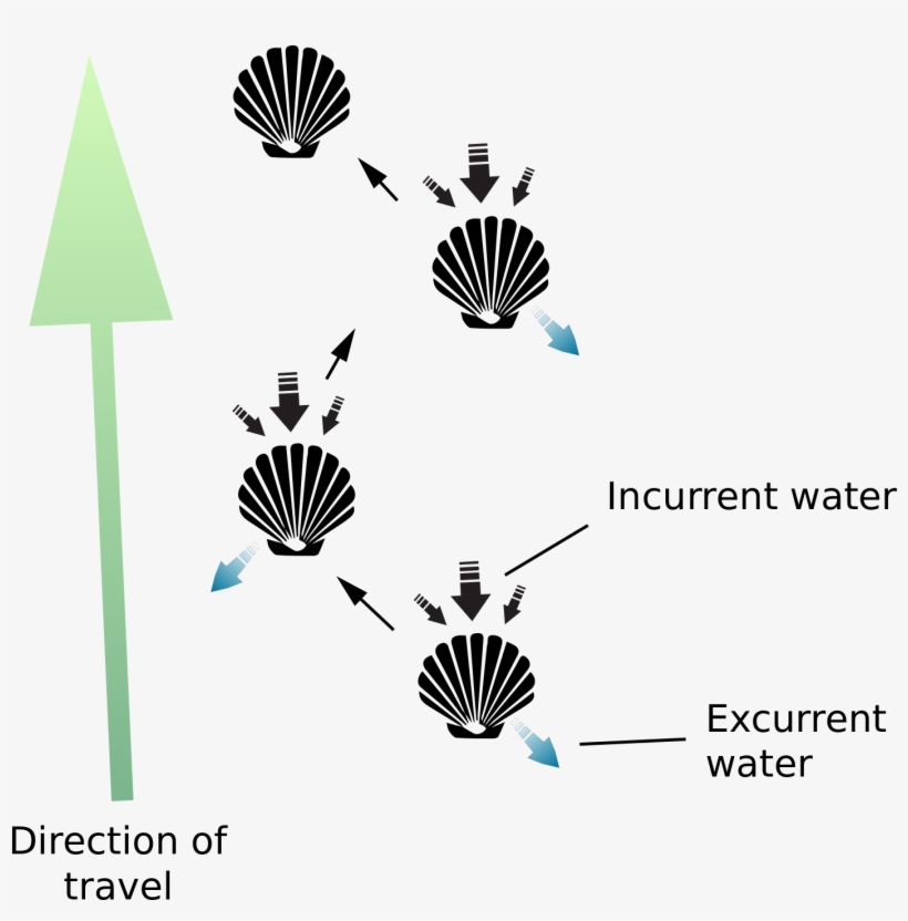 Open - Do Scallops Swim - Free Transparent PNG Download - PNGkey