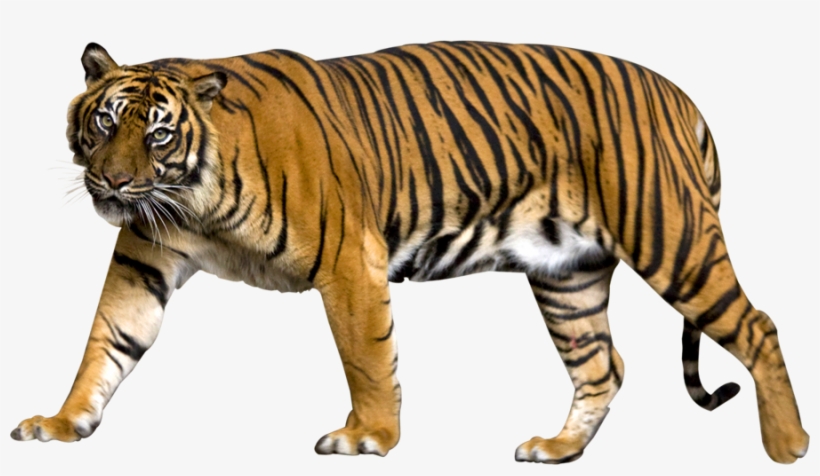 Tiger Png Image - Sumatran Tiger No Background - Free Transparent PNG ...