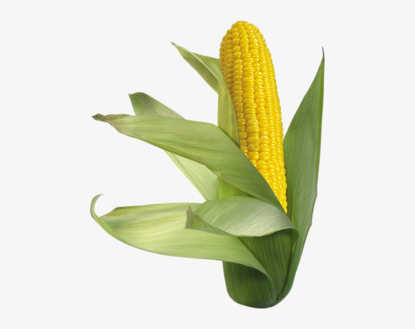 Transparent Background Corn Png - Free Transparent PNG Download - PNGkey