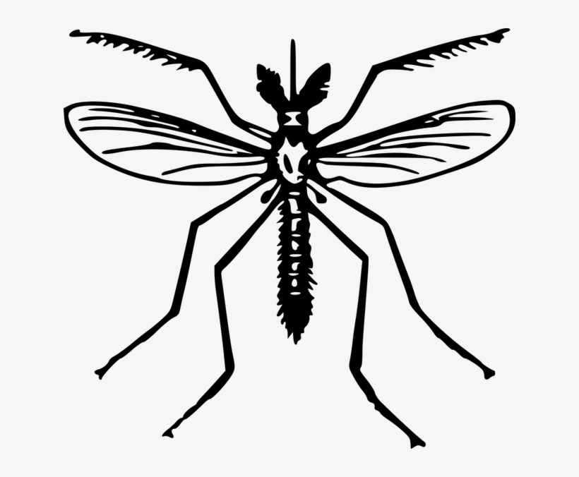 Mosquito Clip Art - Free Transparent PNG Download - PNGkey