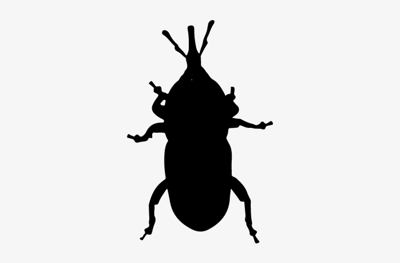 Bill Bug - Weevil - Free Transparent PNG Download - PNGkey