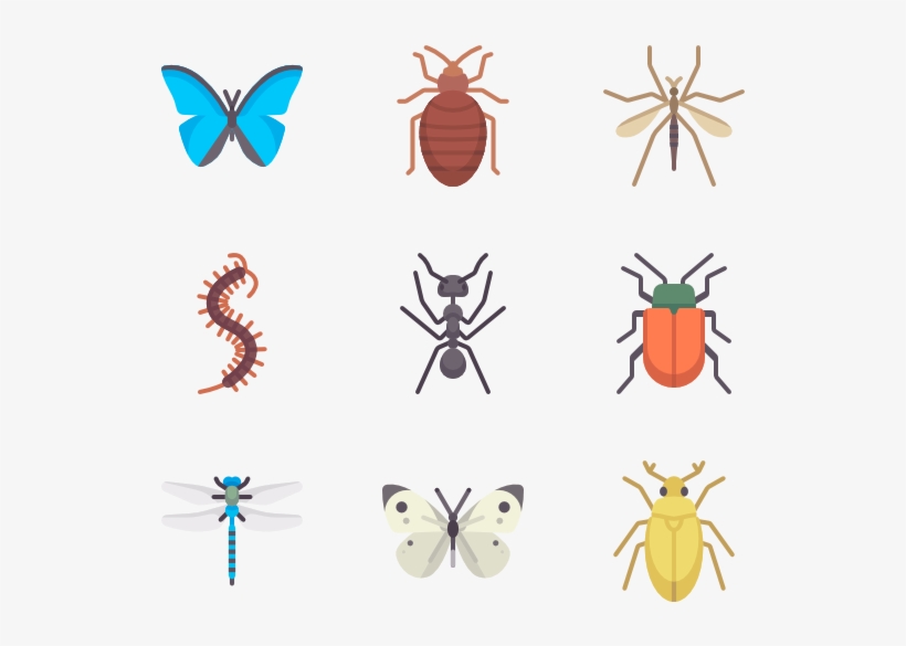 Insects - Insect - Free Transparent PNG Download - PNGkey
