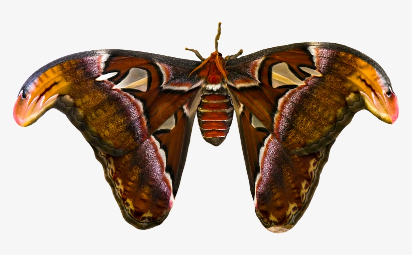 To View This Content, Click Reload - Atlas Moth Transparent - Free ...