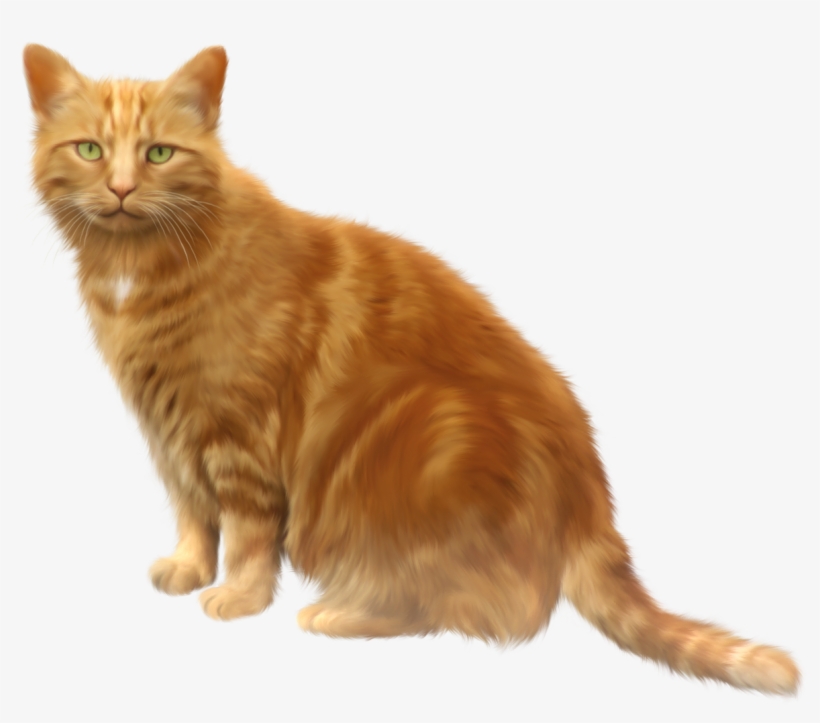 Tabby Cat Png - Free Transparent PNG Download - PNGkey