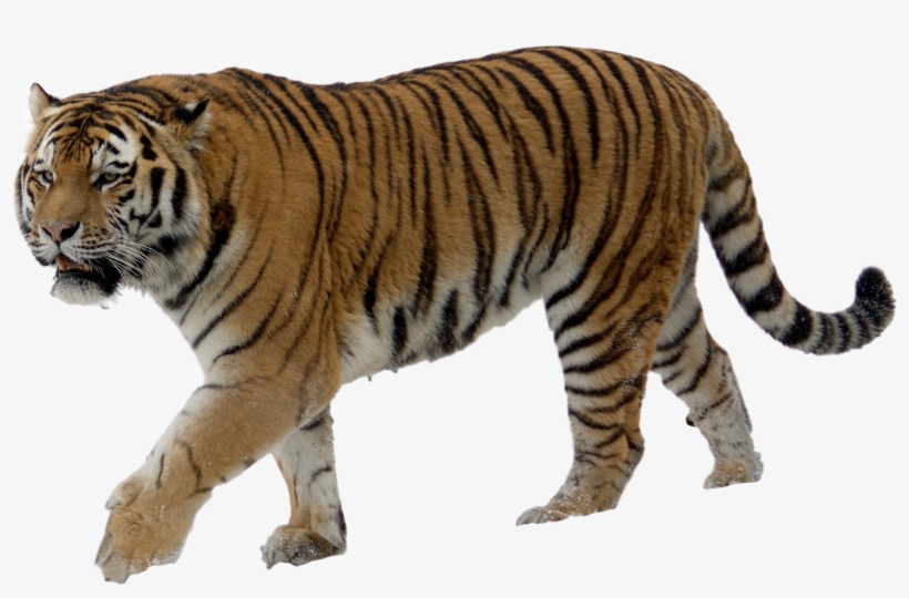 Download Tiger Png Transparent Images Transparent Backgrounds - Tiger ...