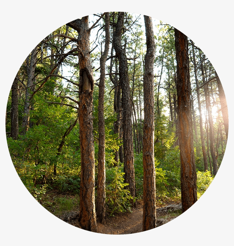 Forest-circle - Grove - Free Transparent PNG Download - PNGkey