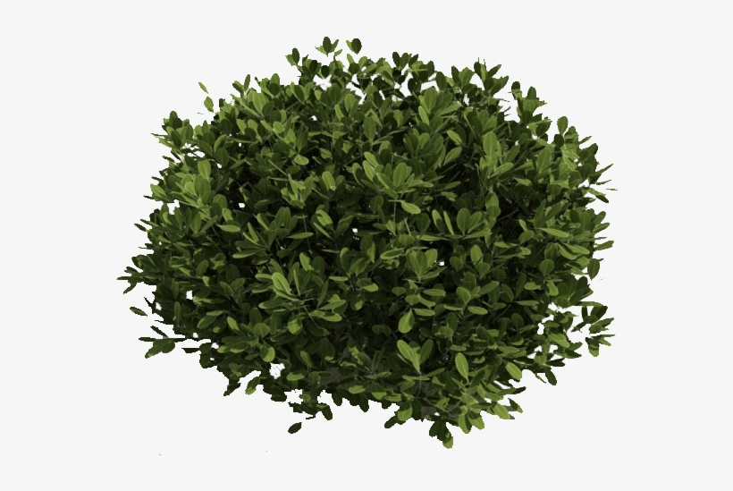 Bushes And Branches - Tree Cut Out Top View - Free Transparent PNG ...