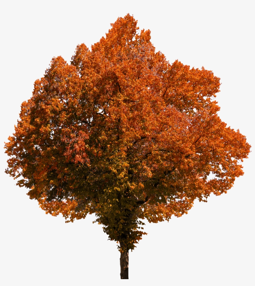 Deciduous Tree Png Clip Transparent Stock - Autumn Tree Transparent ...