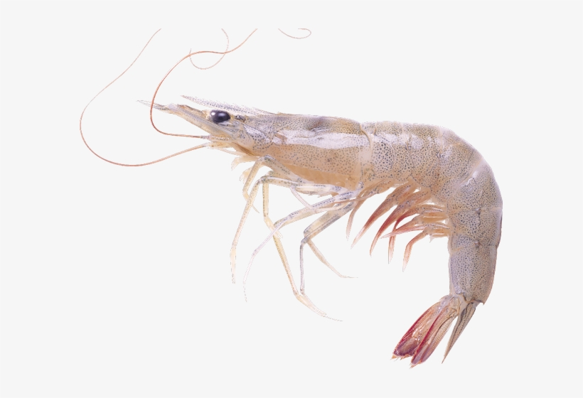Krill With No Background - Free Transparent PNG Download - PNGkey