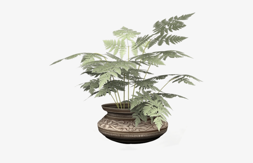 Potted-fern - Houseplant - Free Transparent PNG Download - PNGkey