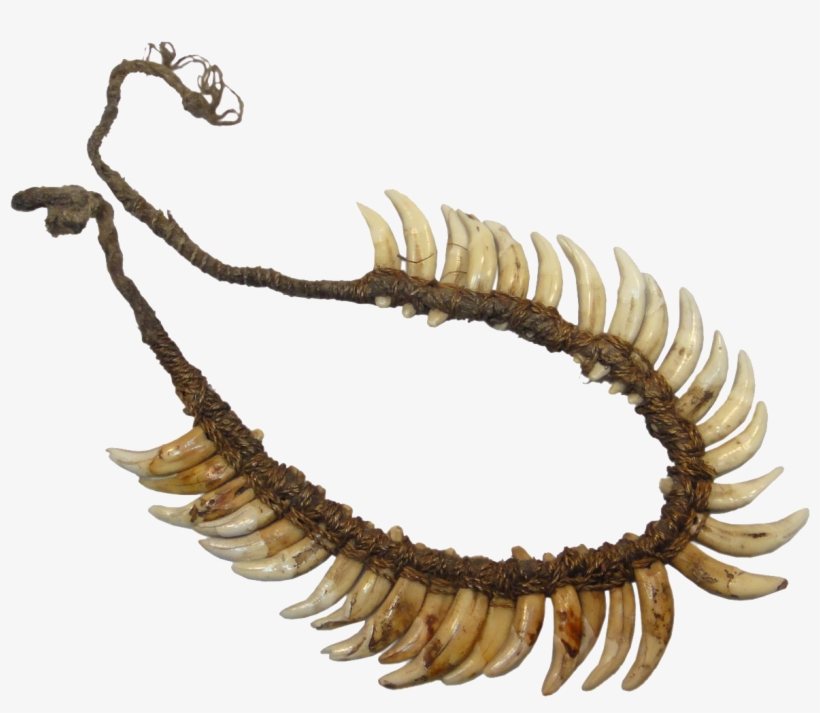 Indonesia/papua New Guinea, Necklace Of Dog Teeth - Bride - Free ...