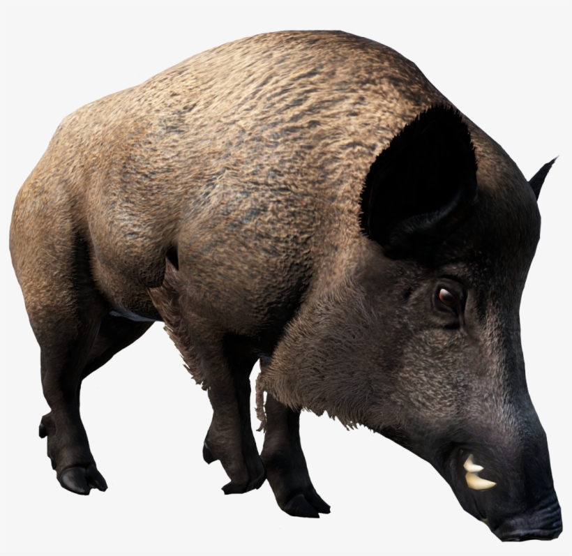 Wild Boar - Free Transparent PNG Download - PNGkey
