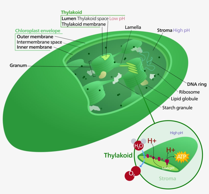 Chloroplast Diagram - Chloroplast Dna - Free Transparent PNG Download ...