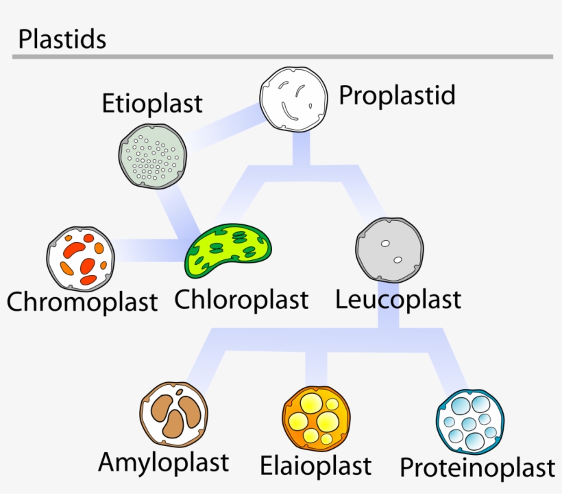 Types Of Plastids - Free Transparent PNG Download - PNGkey