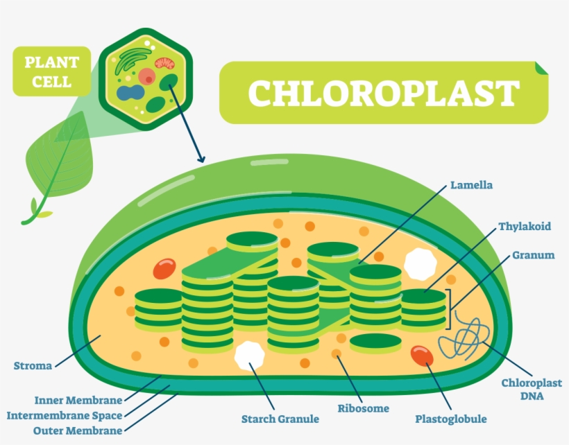 11e - Chloroplast In A Plant Cell - Free Transparent PNG Download - PNGkey