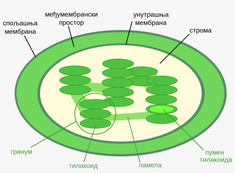 Chloroplasts - Thylakoid Space In Chloroplast - Free Transparent PNG ...