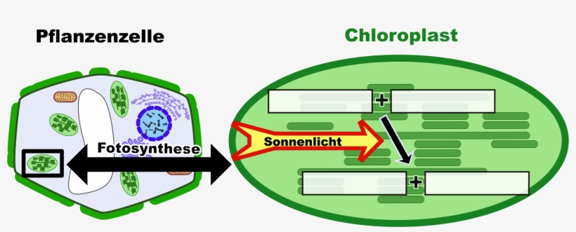 Open - Wikimedia Commons - Free Transparent PNG Download - PNGkey