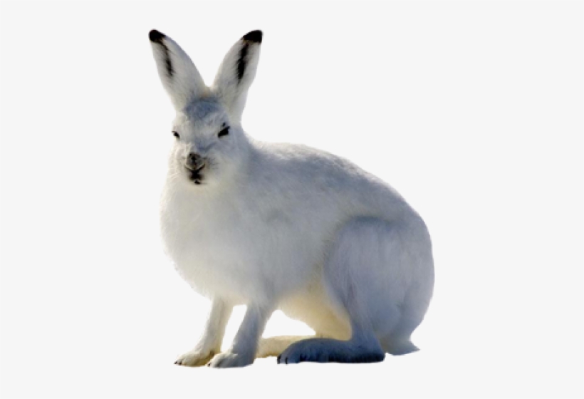 Arctic Hare No Background - Free Transparent PNG Download - PNGkey