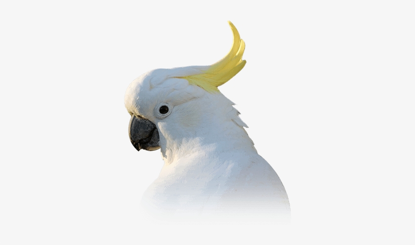 Cockatoo - Transparent Cockatoo - Free Transparent PNG Download - PNGkey