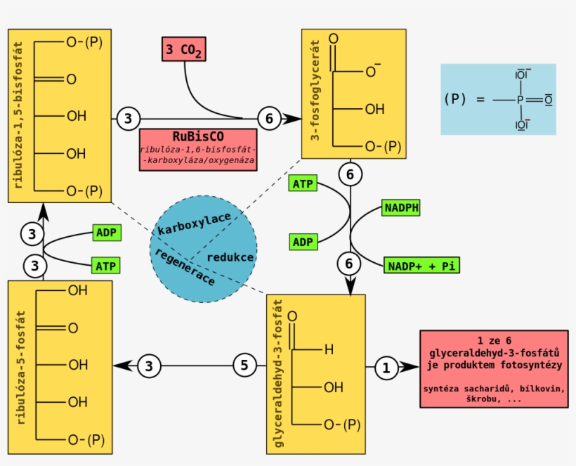 318 × 240 Pixels - Calvin Cycle - Free Transparent PNG Download - PNGkey