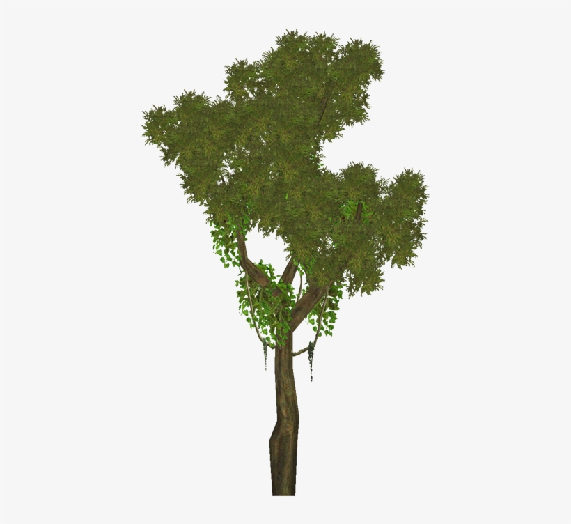 Rimu Aves - Rimu Tree Png - Free Transparent PNG Download - PNGkey