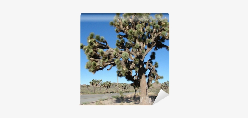Jumping Cholla - Free Transparent PNG Download - PNGkey