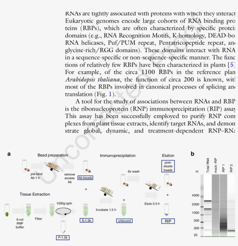Schematic Of The Rip Method, Including Extraction, - Rna - Free ...