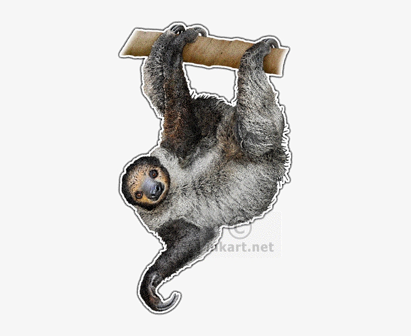Linnaeus's Two-toed Sloth Art Decal - Two Toed Sloth Transparent - Free ...