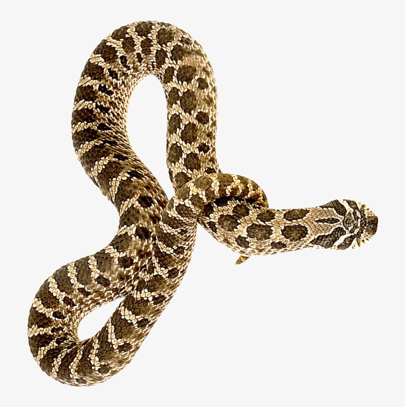 Transparent Snake Download - Snake Png - Free Transparent PNG Download ...