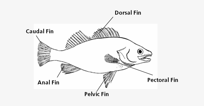 A Drawing Naming The Different Fins Of A Fish, Including - Fish Clip ...
