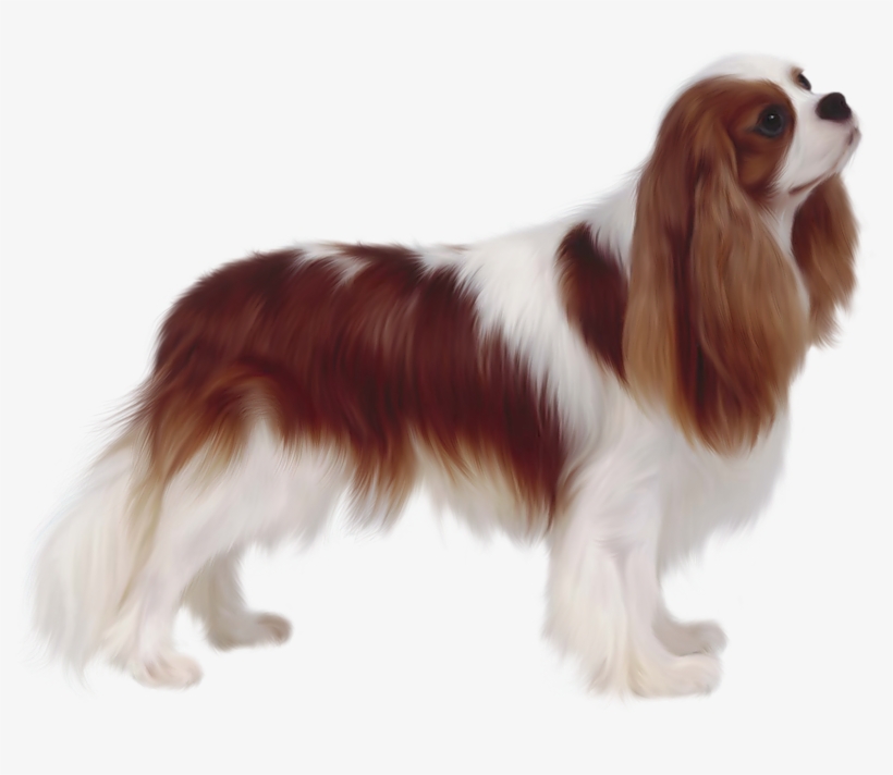 Cavalier King Charles Breed Cut - Free Transparent PNG Download - PNGkey