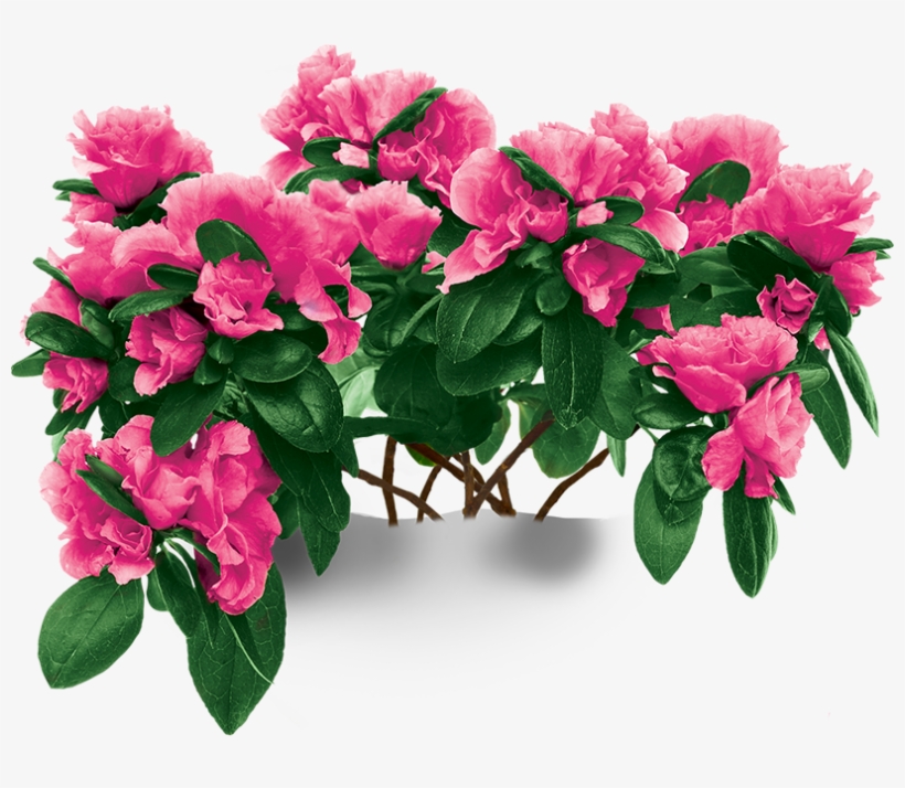 Azaleas Flowers Transparent Background - Free Transparent PNG Download ...