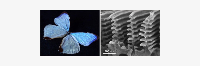 Pollia Condensata - Free Transparent PNG Download - PNGkey