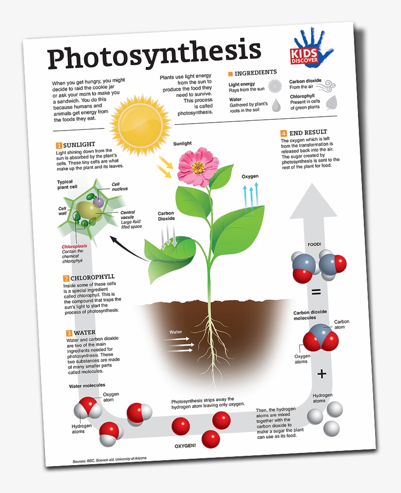 Photosynthesis Process Photosynthesis Cycle - Free Transparent PNG ...