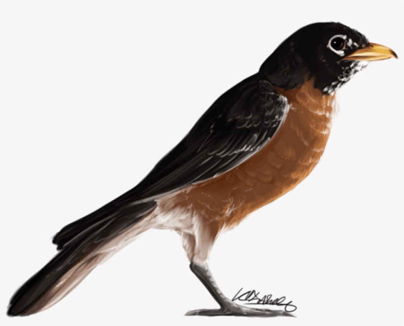 American Robin Png Transparent - American Robin Bird Png - Free ...