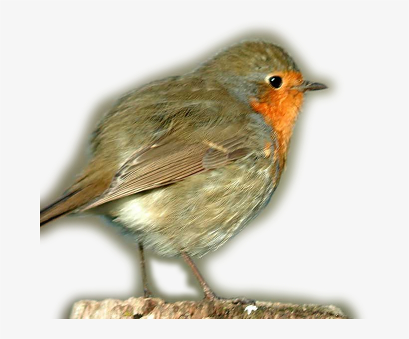 European Robin Transparent Png - European Robin - Free Transparent PNG Download - PNGkey