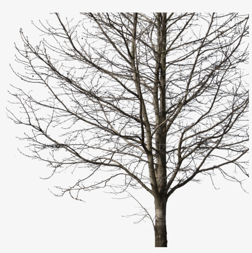 Deciduous Tree Winter I Cutout Trees Png Deciduous - Cut Out Tree Png ...