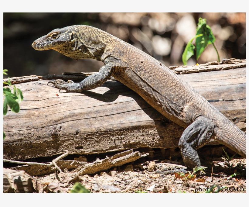 Rare And Endangered Nine Foot Long Monitor Lizard Found - Anole - Free ...